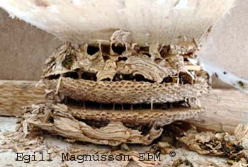 Geitungabú myndbönd